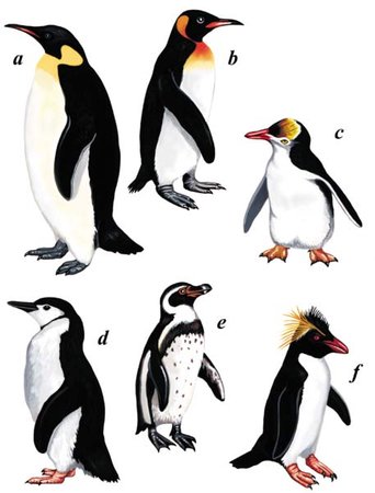 Pingwiny: Gatunki pingwinów